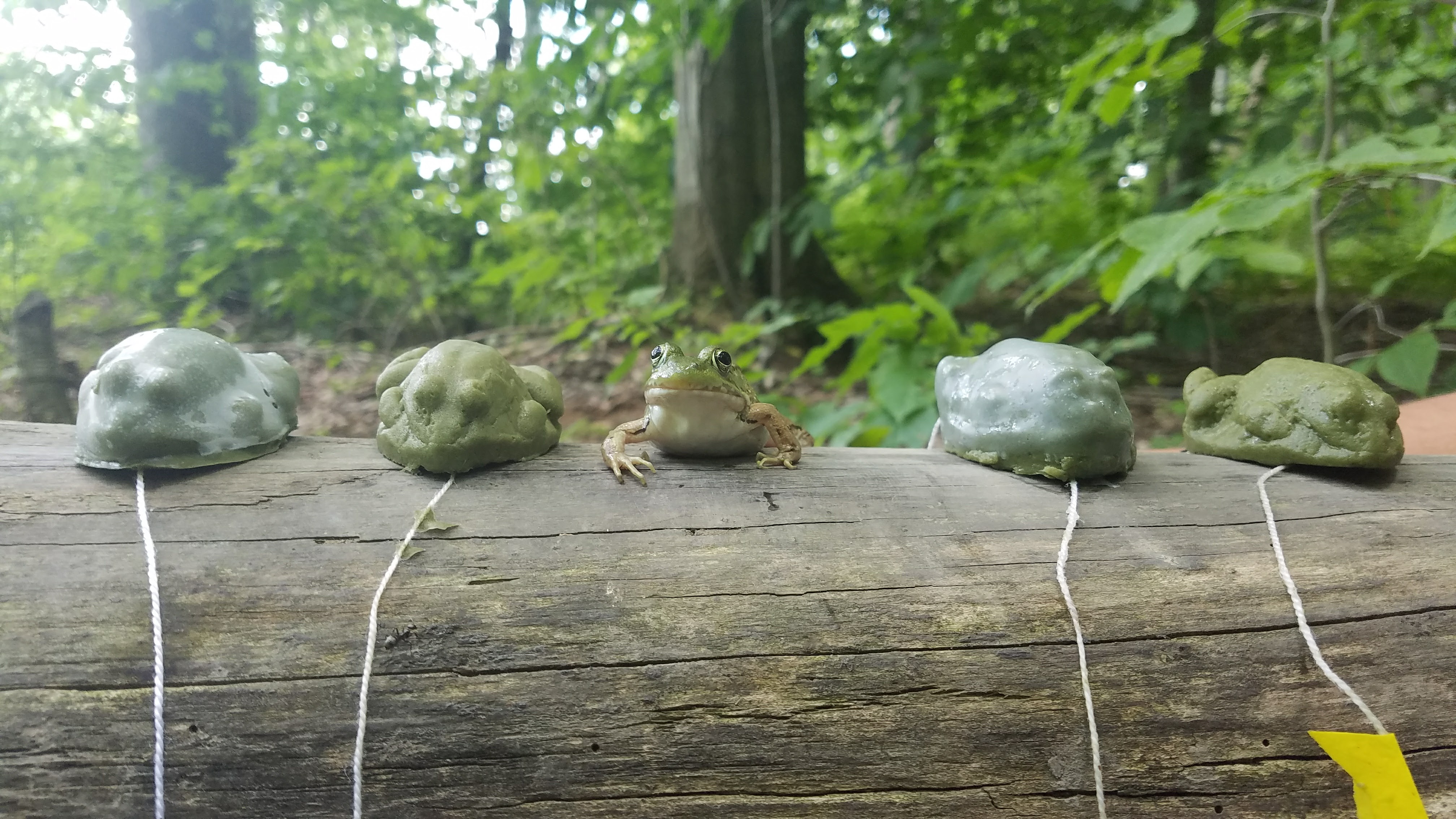 Integrative Training & Research – RIBBiTR